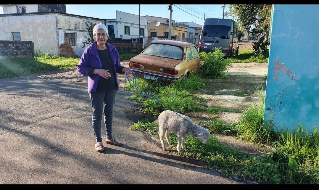 Aposentada adotou uma borrega como animal de estimação
