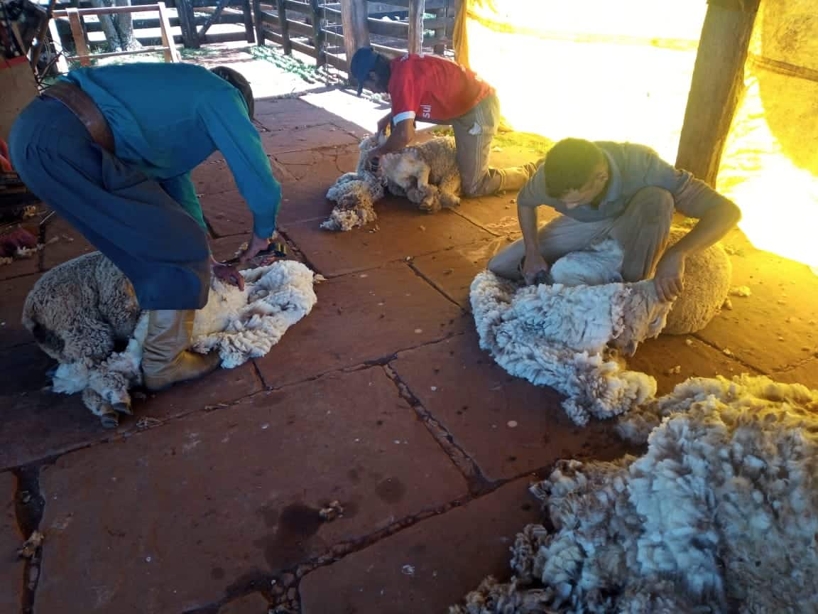Estagnado, mercado da lã afeta produtores em Alegrete