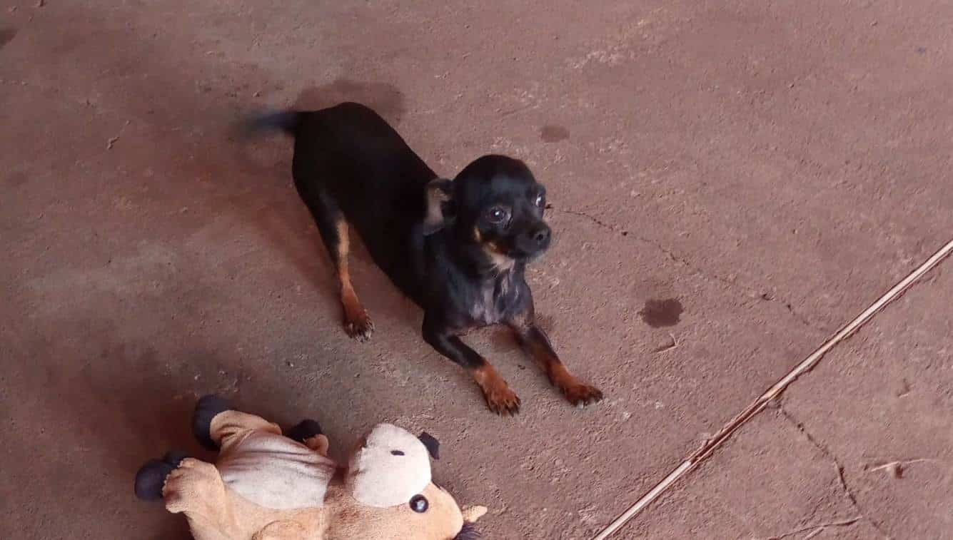 Atenção! Micuim sumiu; a família está desesperada