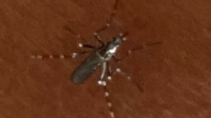 Aposentado identifica foco de aedes aegypti no prédio e não consegue ...