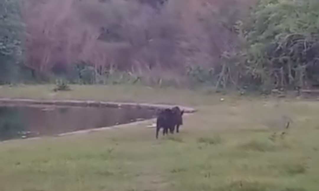Javalis em parque da cidade é um alerta para a presença de animais ...