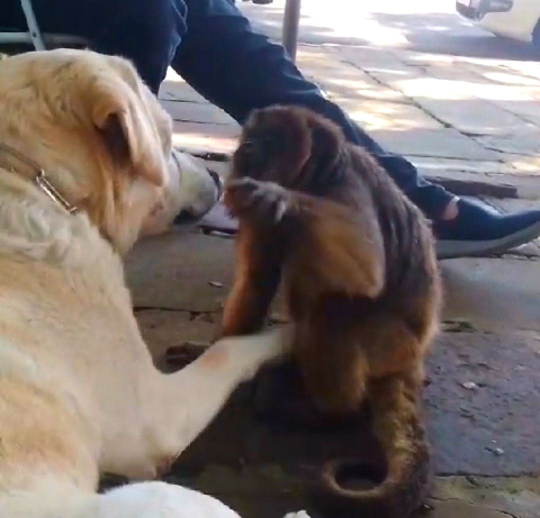 A encantadora amizade entre a bugia Chica e o cão Marlei na Praça ...