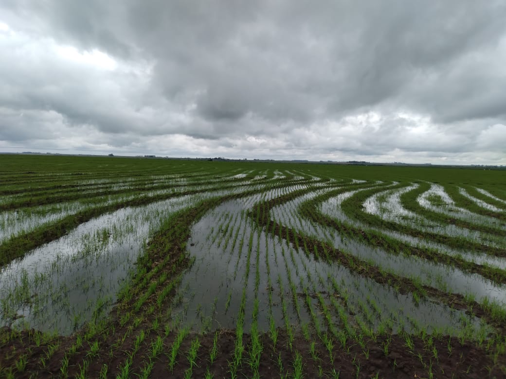 Relatório da EMATER mostra o índice de perdas nas lavouras de arroz e ...