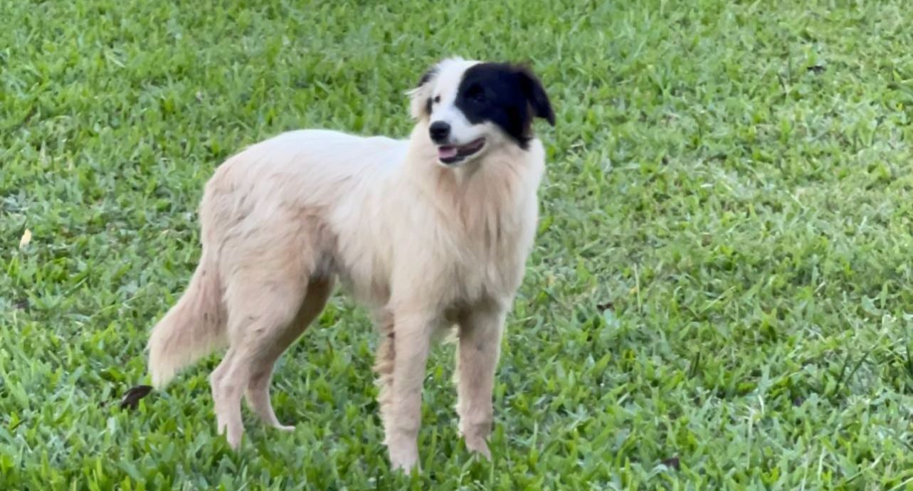 Cães de propriedade no Jacaraí são mortos por envenenamento, denuncia proprietária