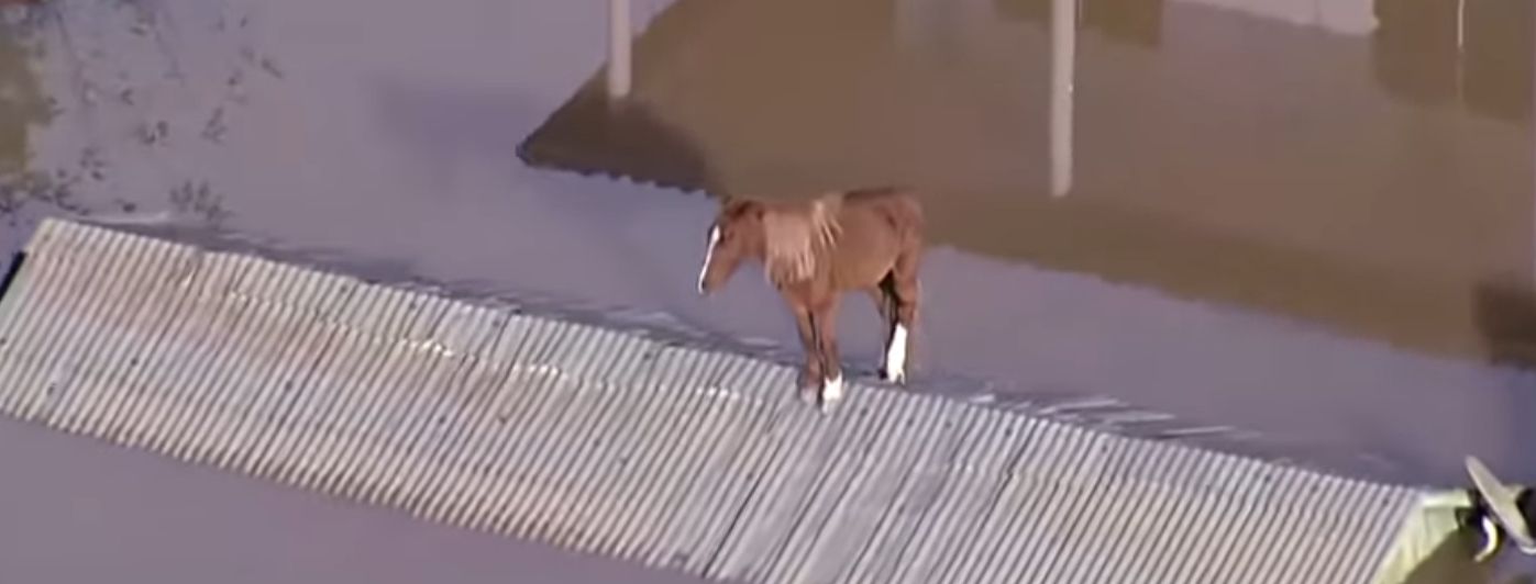 Símbolo da estampa gaúcha, cavalo Caramelo participa da Expointer e da ...