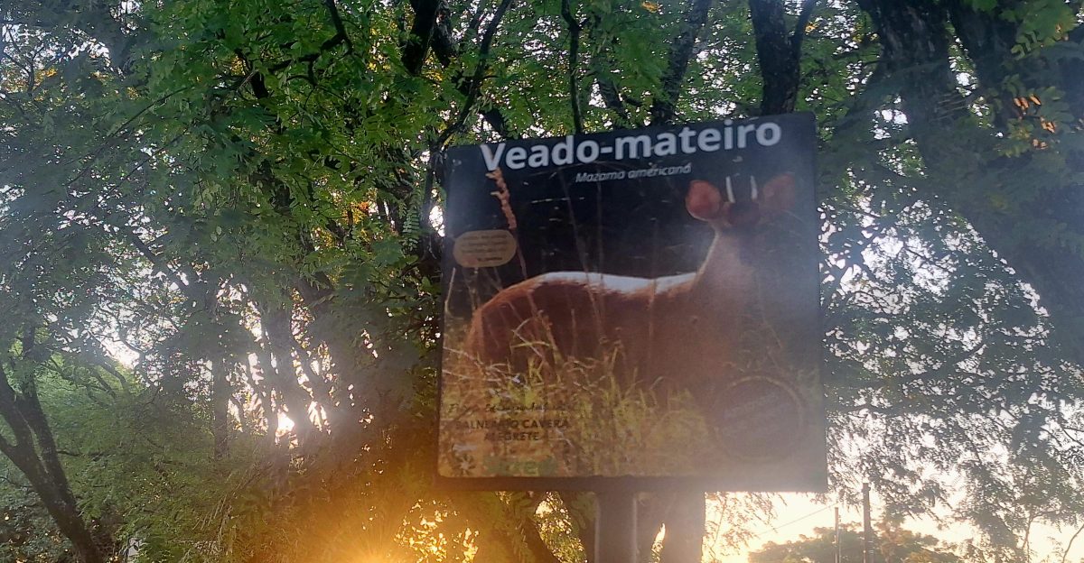 Placas no Balneário Caverá identificam animais silvestres que vivem nas ...
